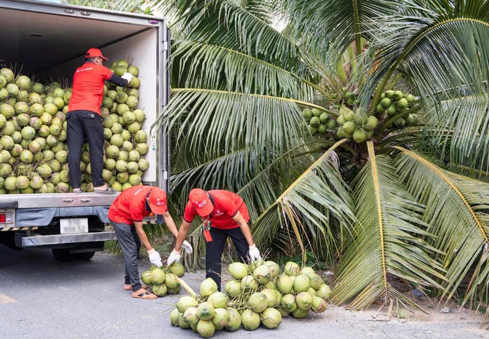 Việt Nam tăng nhập dừa gấp 20 lần